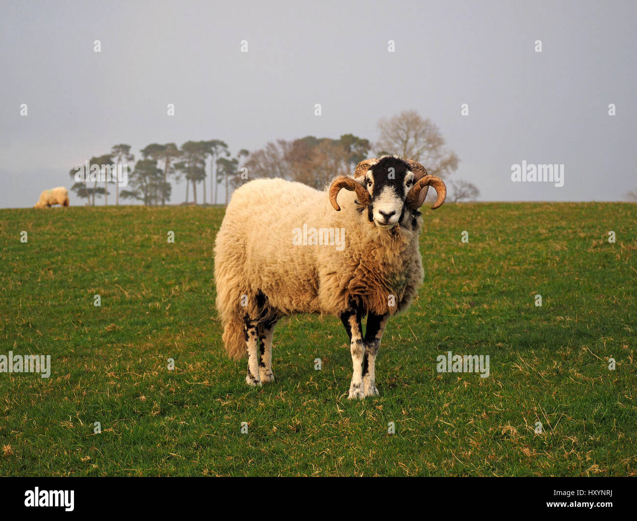 Ram curly horn hi-res stock photography and images - Alamy