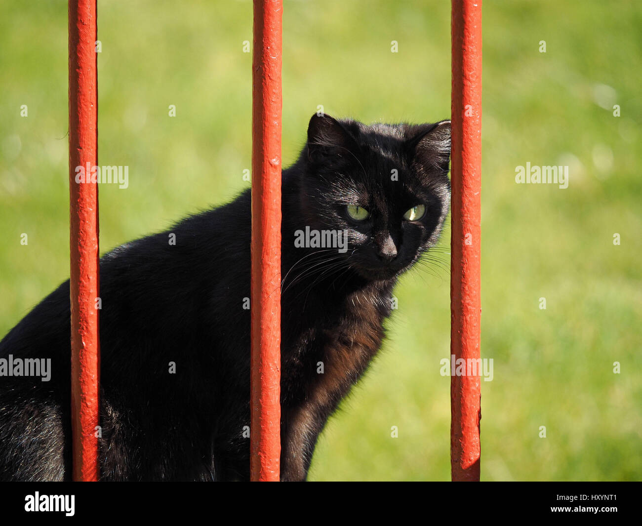 Black cat with conspicuous whiskers peering through red painted ...