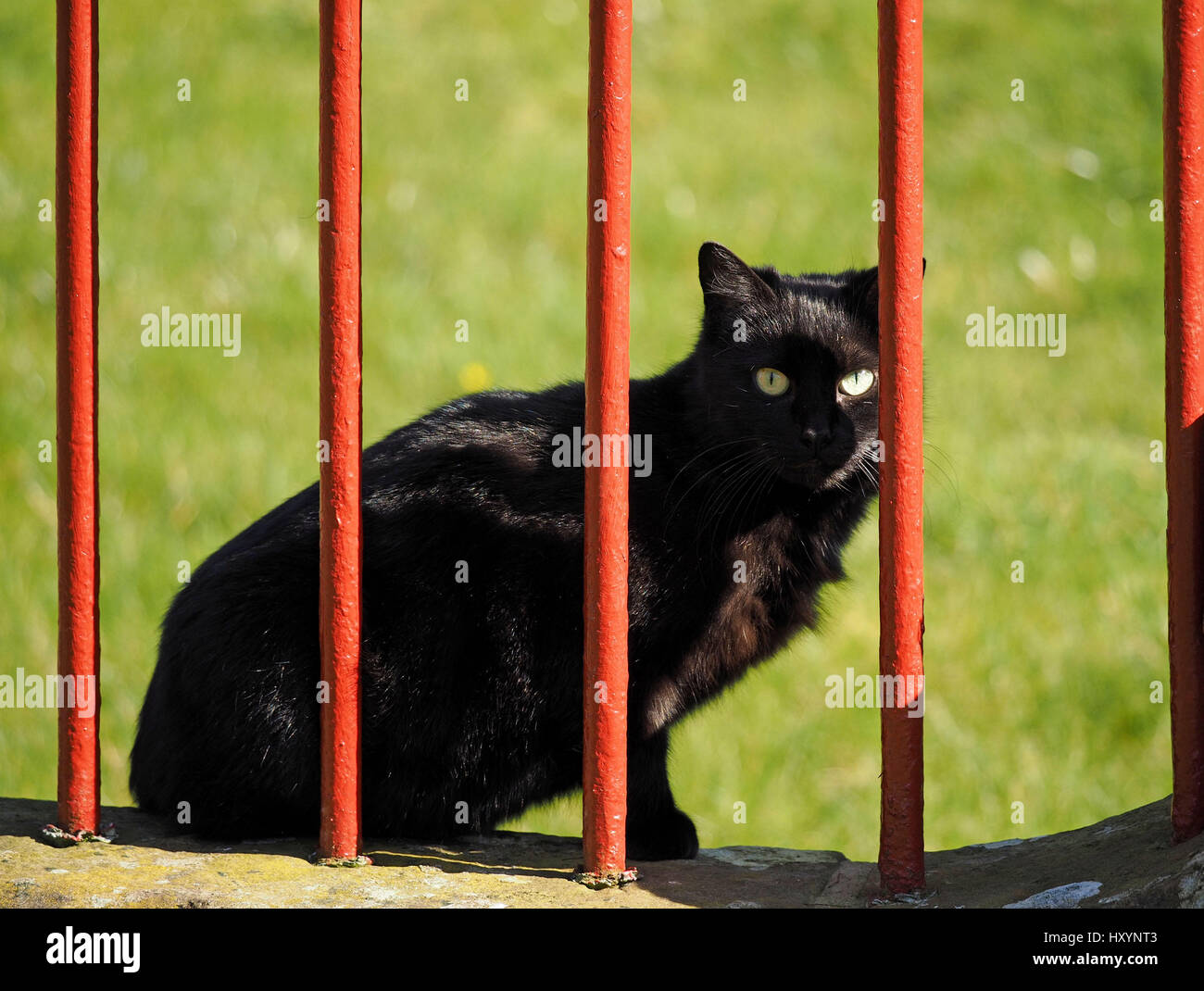Black cat with conspicuous whiskers peering through red painted ...