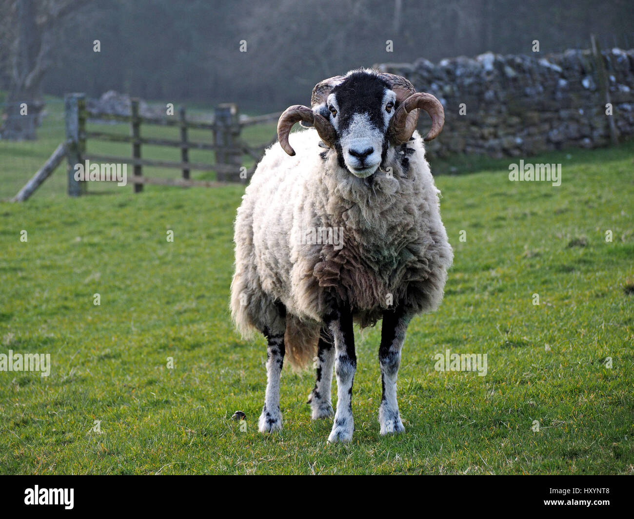 Swaledale ram hi-res stock photography and images - Alamy