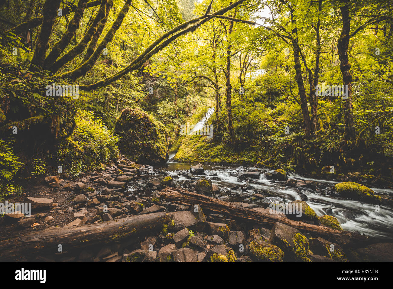 Creek flowing through a lush forest in the Columbia River Gorge, Oregon ...