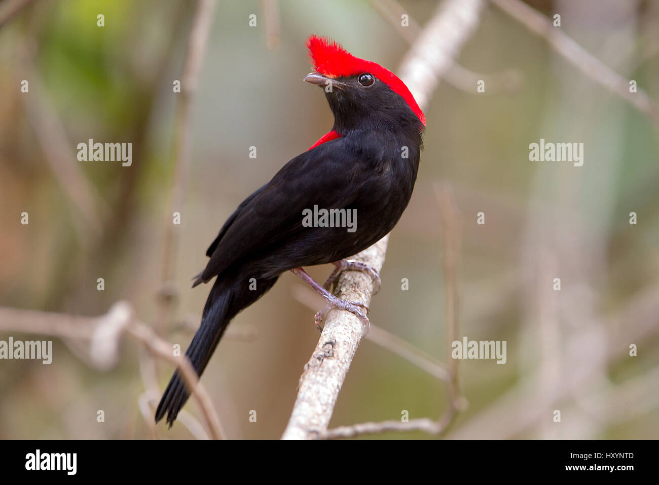Helmeted manakin hi-res stock photography and images - Alamy