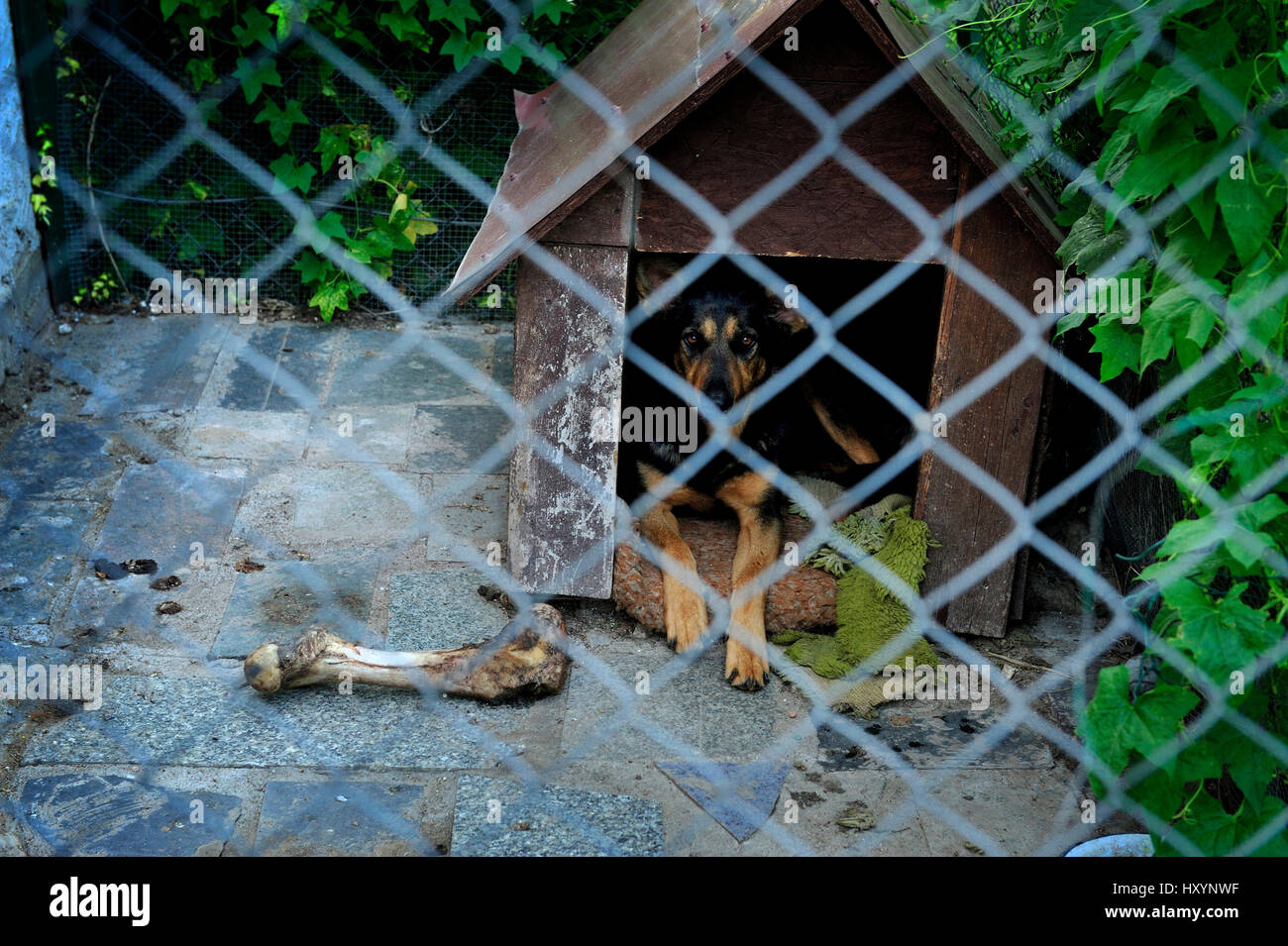 animal, beauty, brown, country, cute, dog, doghouse, farm, home, house ...