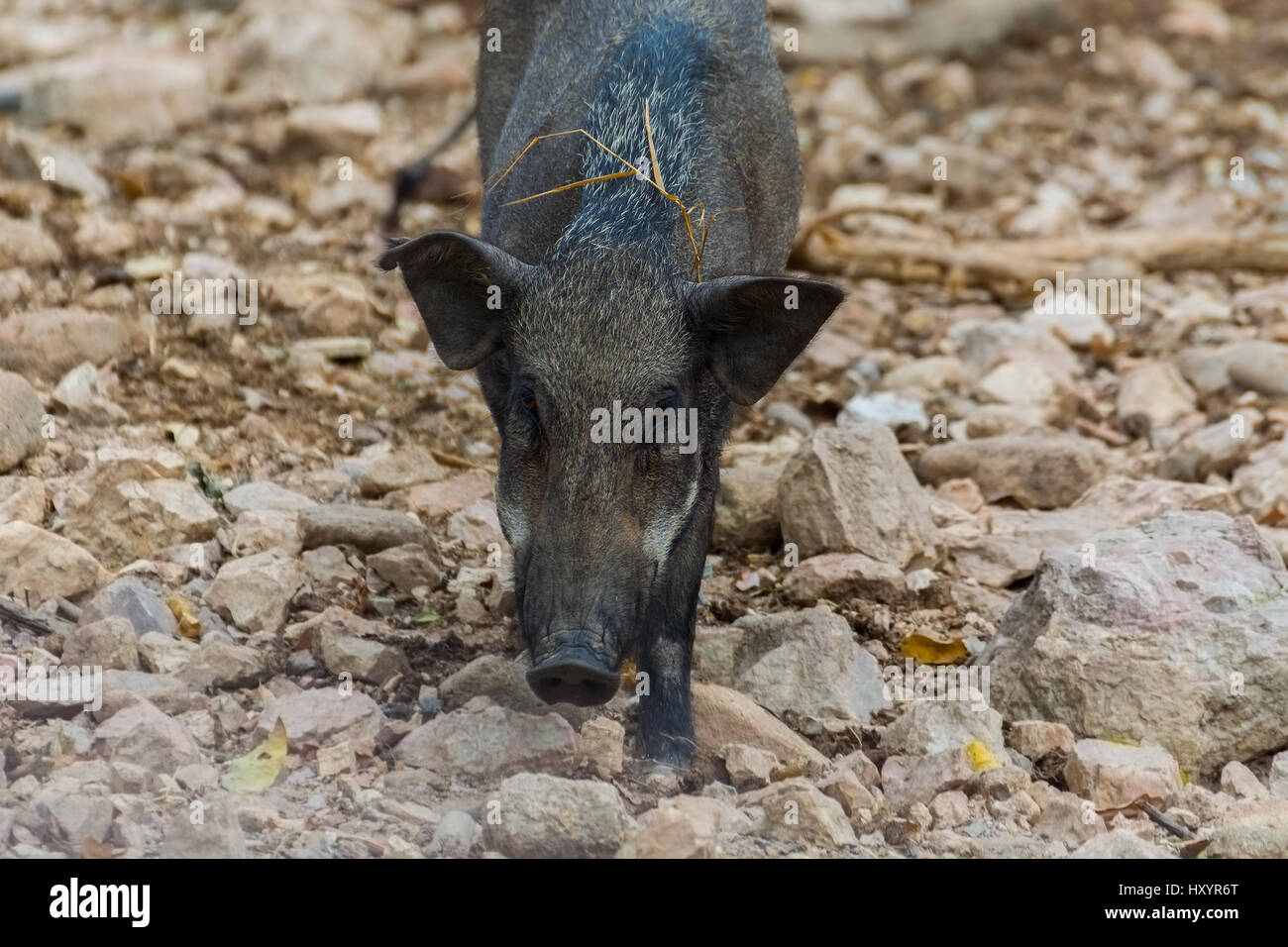 Wild boar in their natural habitat Stock Photo - Alamy