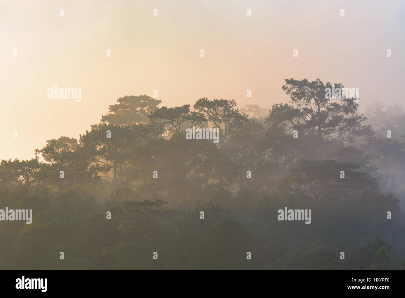 Mist floating over the treetops in the forest during the morning Stock ...