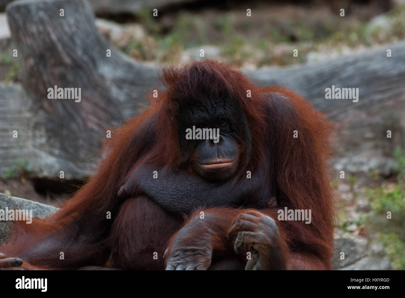 Orangutan or Pongo pygmaeus sitting in the forest, natural habitat ...