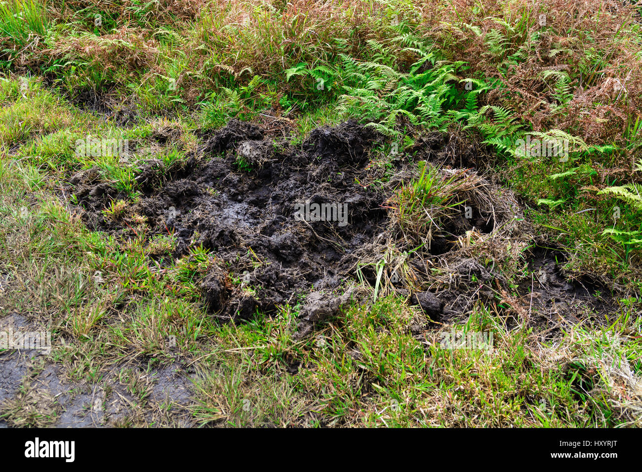 Salt licks deer hi-res stock photography and images - Alamy