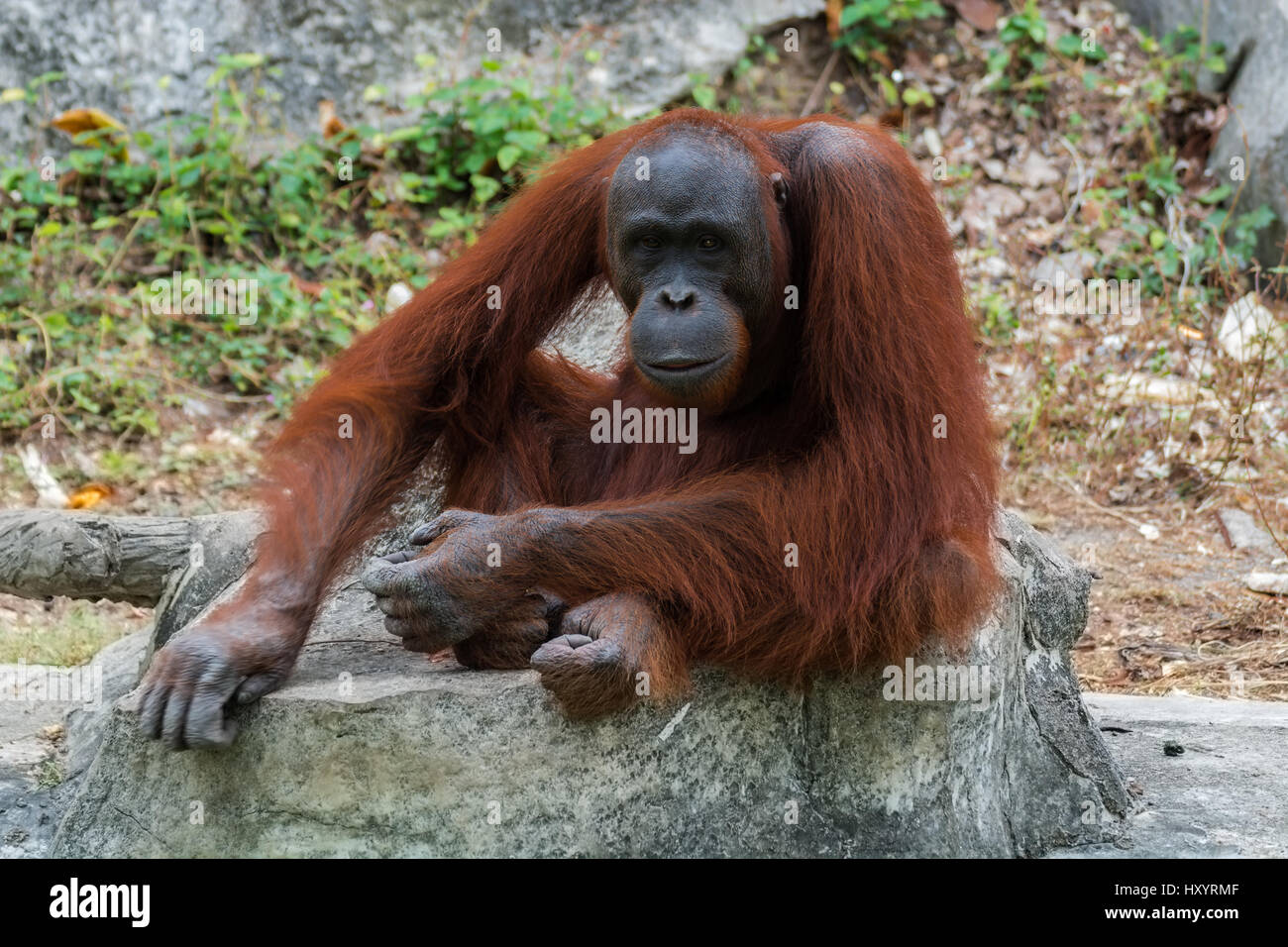 Orangutan or Pongo pygmaeus sitting in the forest, natural habitat ...
