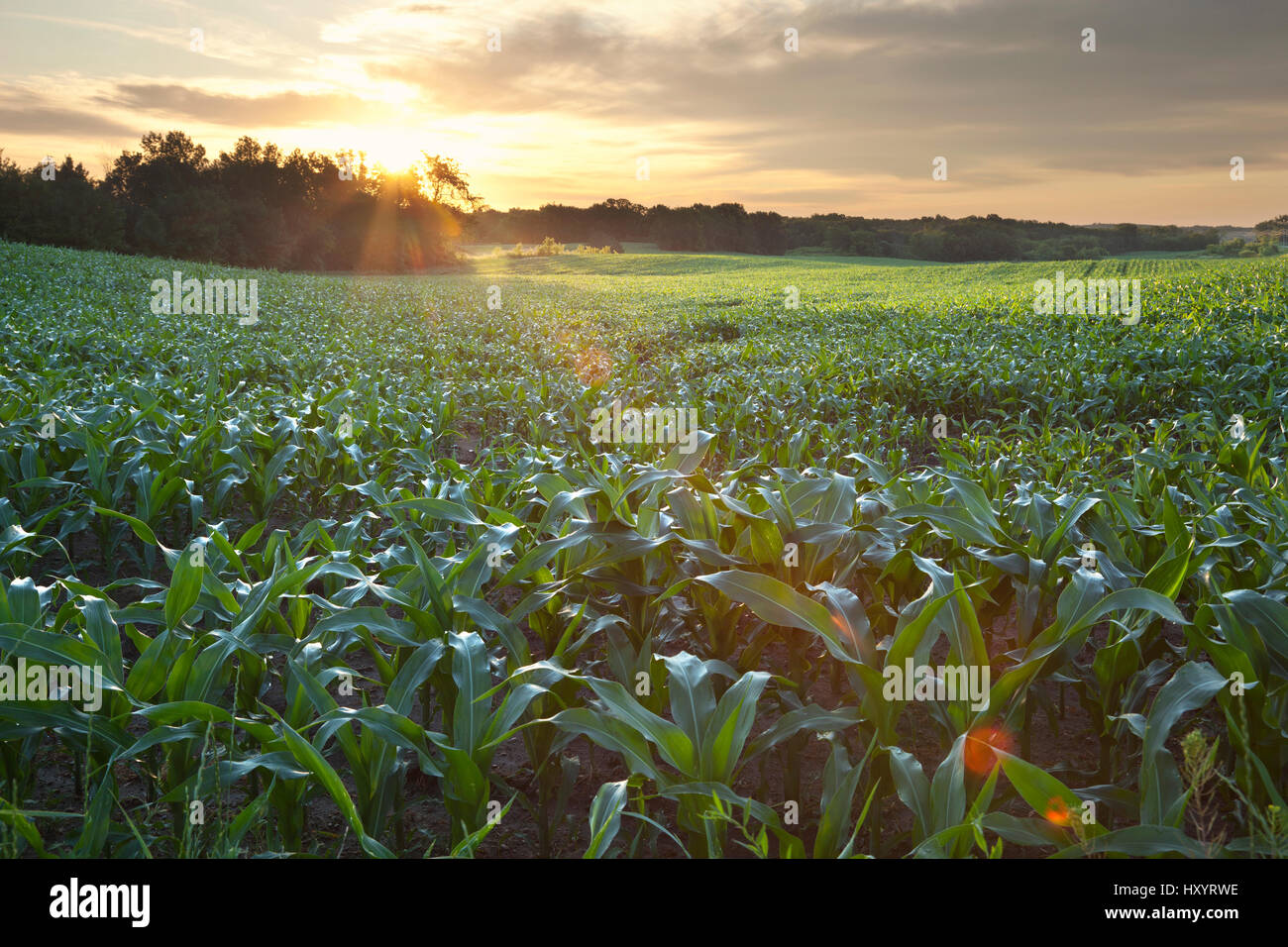 A field of young corn in Minnesota photographed at sunrise Stock Photo ...