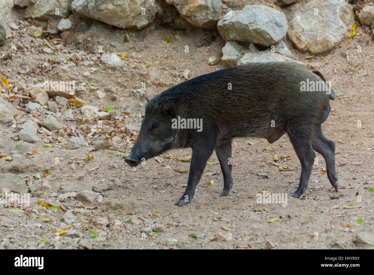 Wild boar in their natural habitat Stock Photo - Alamy