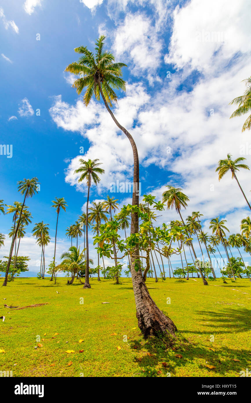Coconut Grove, Temae, Moorea, French Polynesia Stock Photo - Alamy