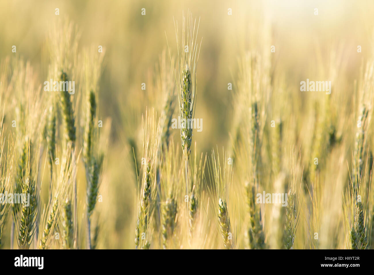 Beautiful landscape of Barley field at sunset time Stock Photo - Alamy