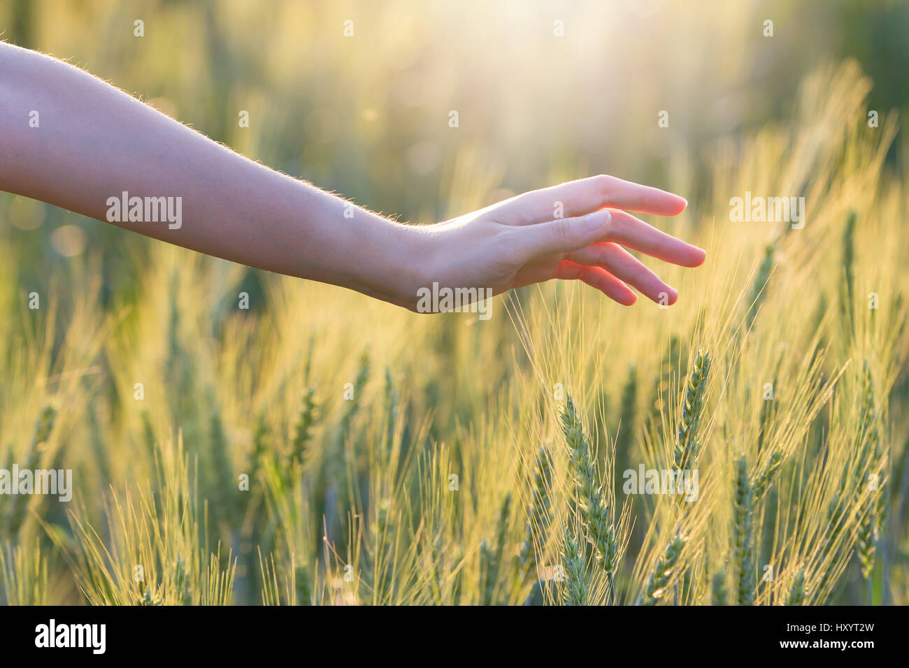 Woman hand touching barley at sunset time Stock Photo - Alamy