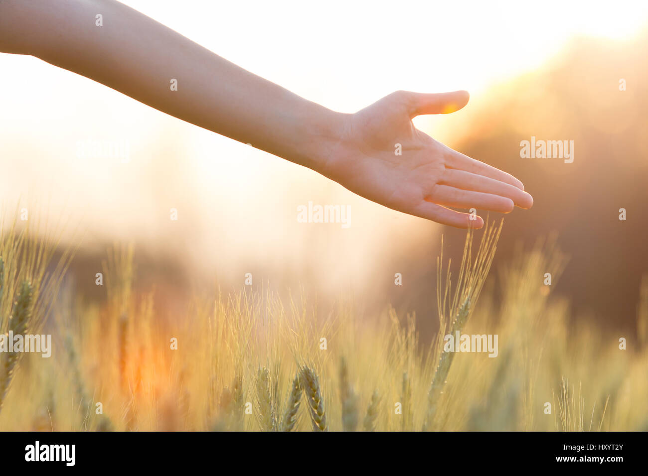 Woman hand touching barley at sunset time Stock Photo - Alamy