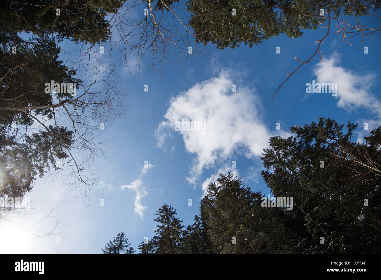 Looking up at the blue sky with cloud through Stock Photo - Alamy