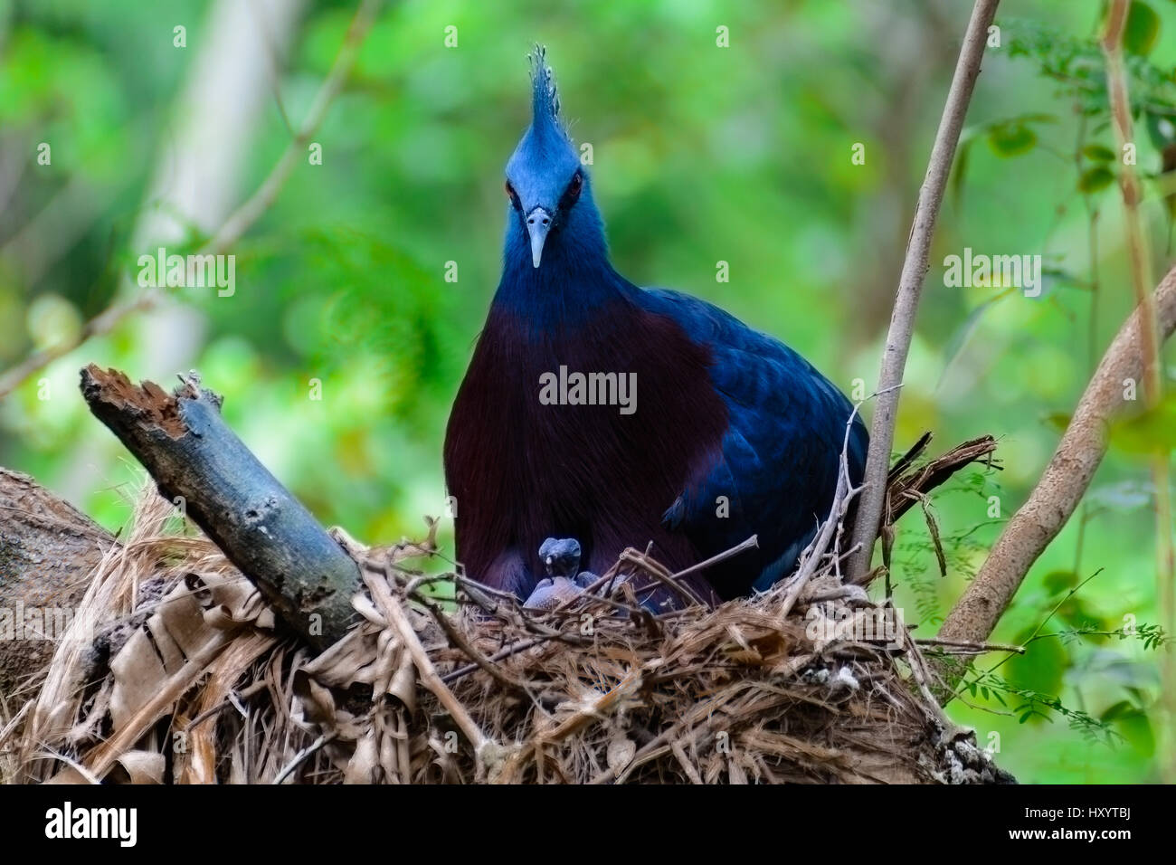 Victoria bird tree nest hi-res stock photography and images - Alamy