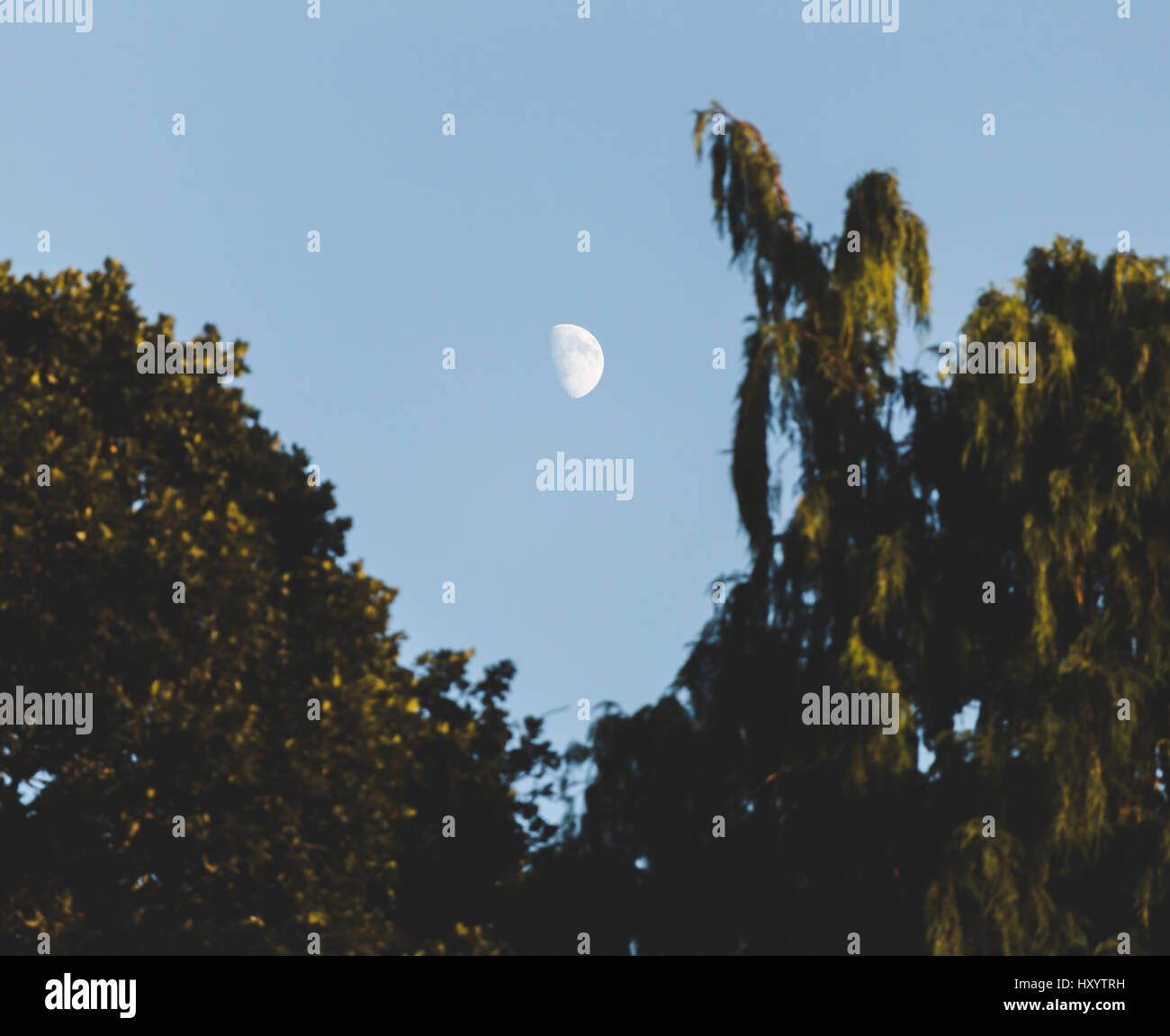 Half moon between tree branches on a clear evening Stock Photo - Alamy
