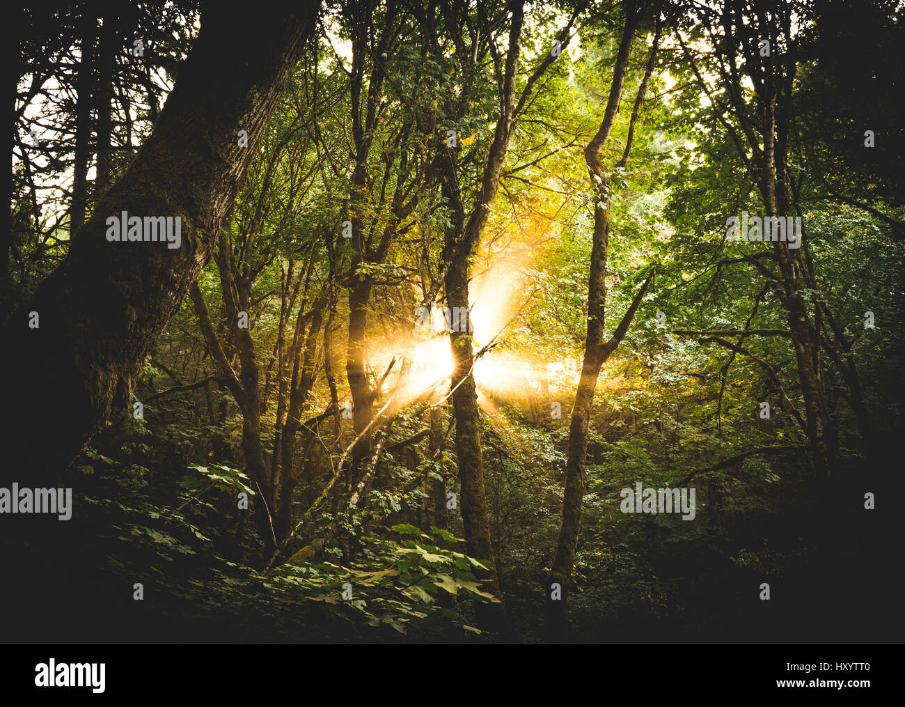 Deciduous forest behind green hi-res stock photography and images - Alamy