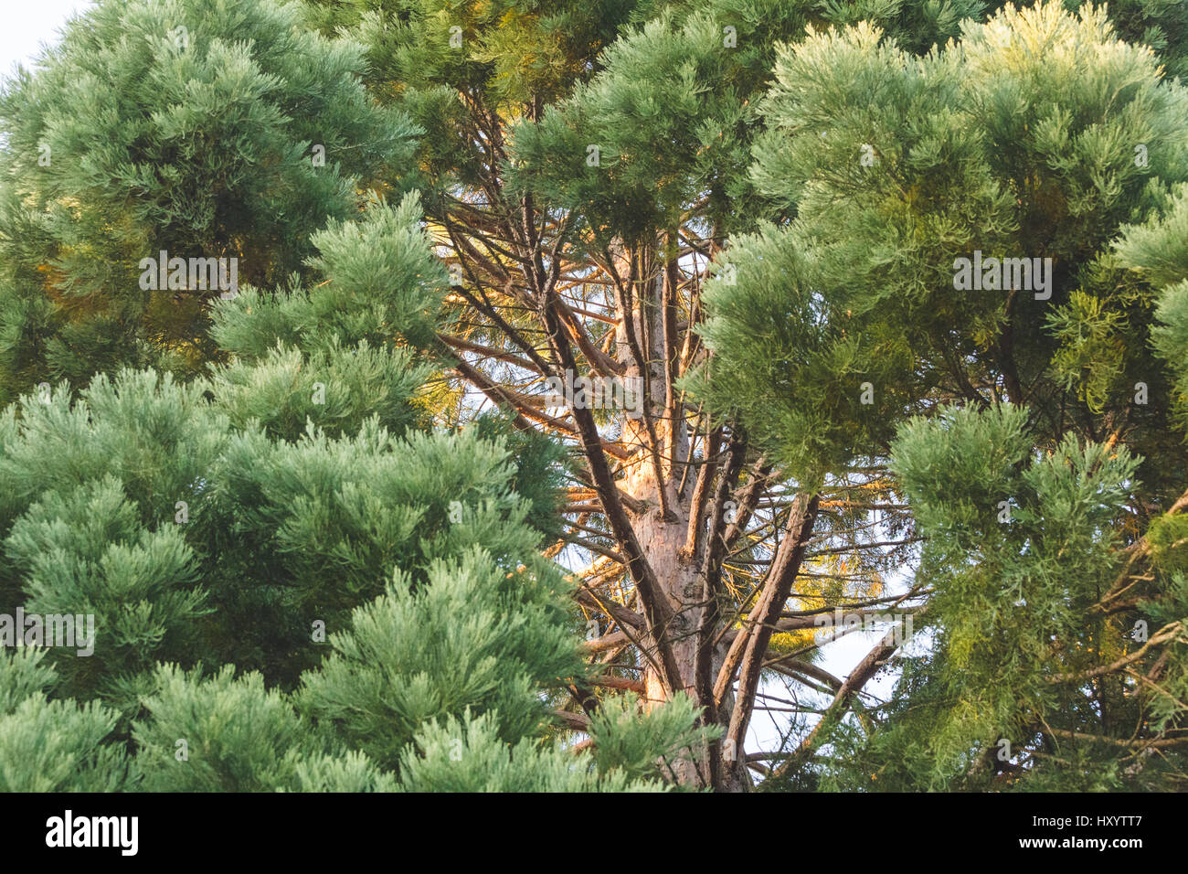Very tall tree hi-res stock photography and images - Alamy