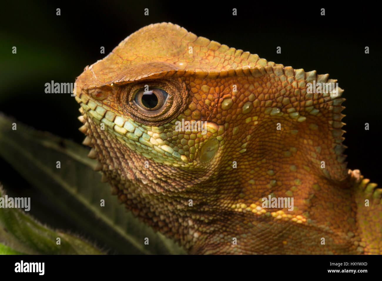 Head portrait of Helmeted Basilisk (Corytophanes cristatus) Osa ...