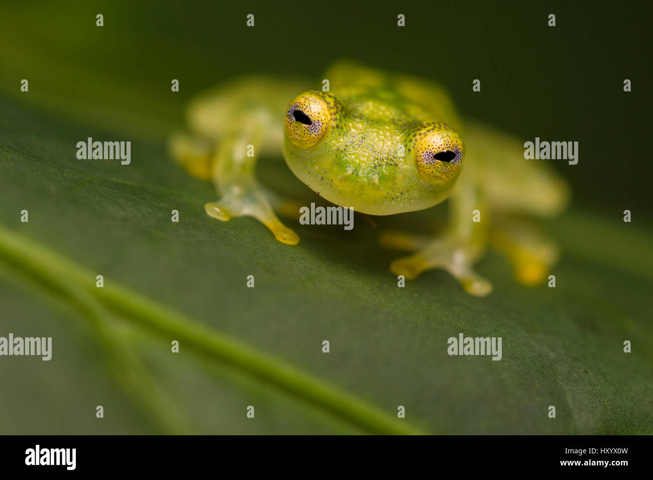 Reticulated Glass Frog (Hyalinobatrachium valerioi) Osa Peninsula ...