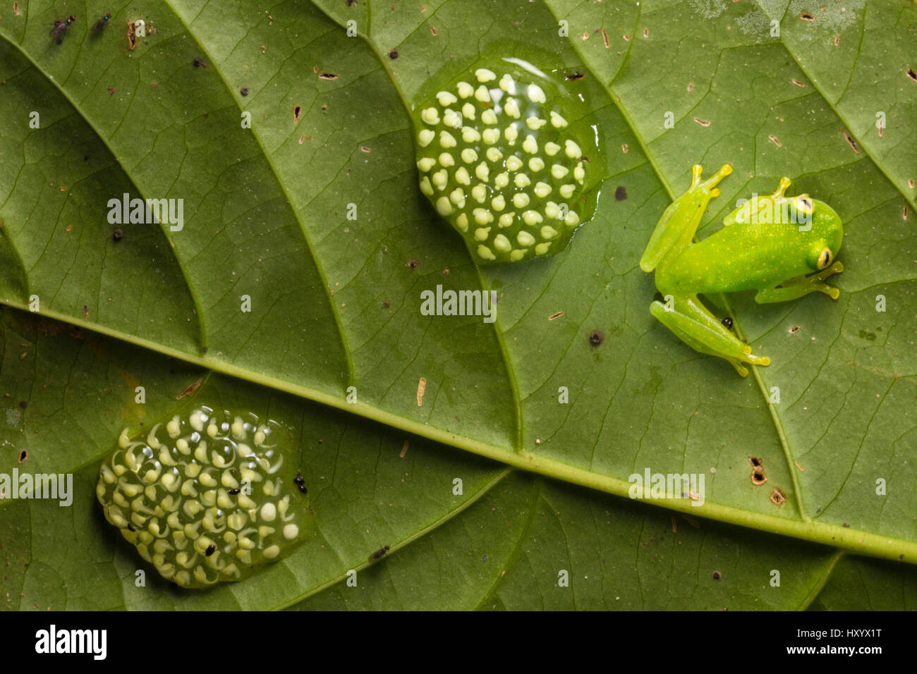 Glass frog eggs hi-res stock photography and images - Alamy