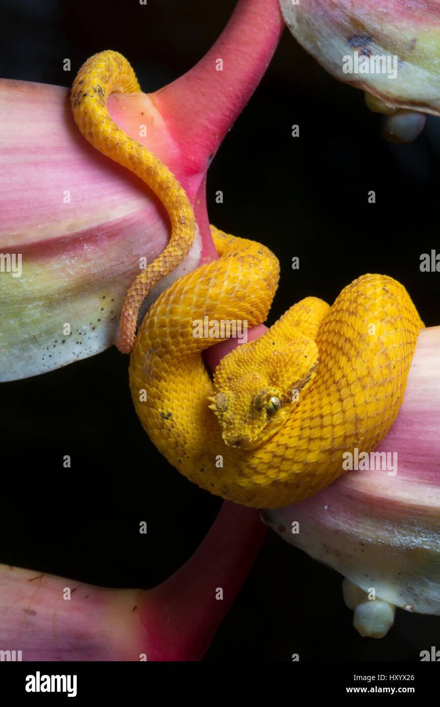 Eyelash Pit Viper (Bothriechis schlegelii). Osa Peninsula, Costa Rica ...