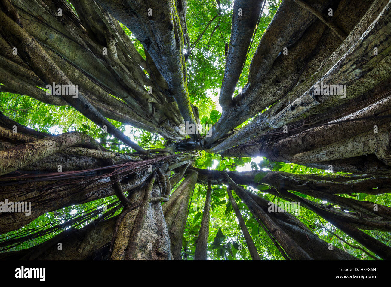 Rainforest figs hi-res stock photography and images - Alamy