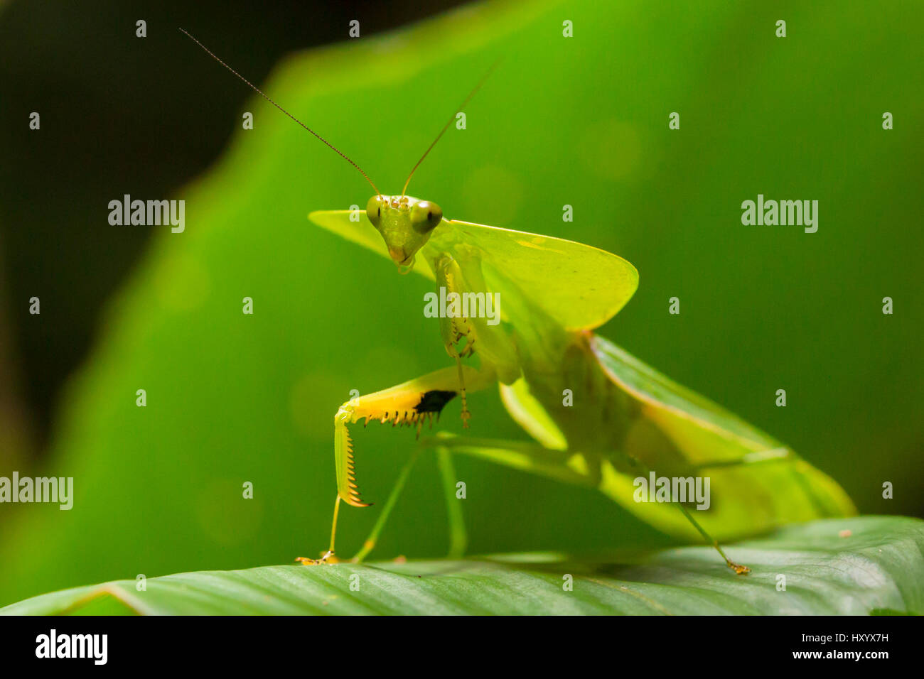 Leaf Mimicking Insects High Resolution Stock Photography and Images - Alamy