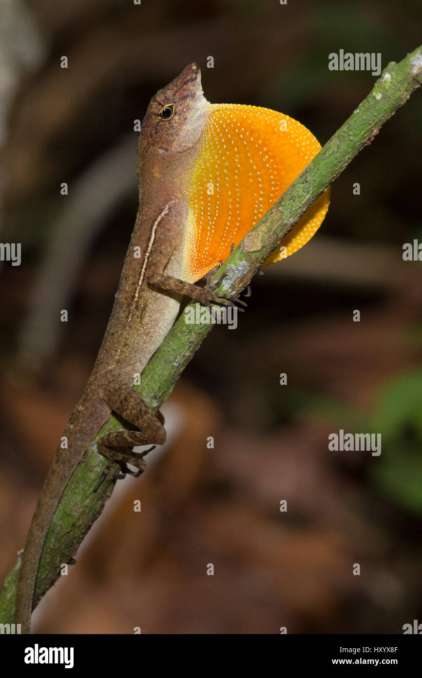 Golfo Dulce Anole / Many-scaled Anole (Norops / Anolis polylepis) male ...