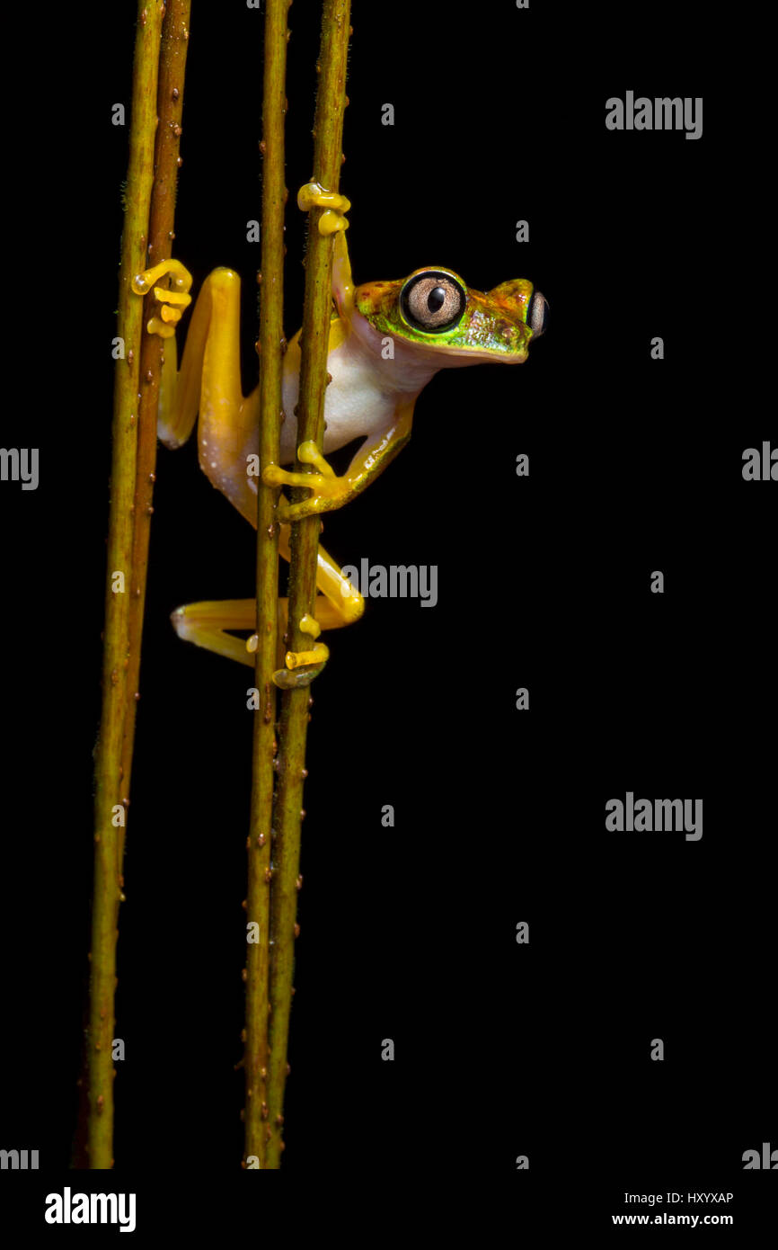 Lemur tree frog hi-res stock photography and images - Alamy