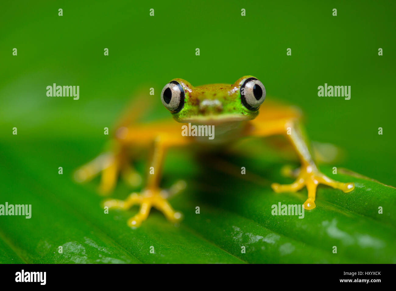 Lemur tree frog hi-res stock photography and images - Alamy