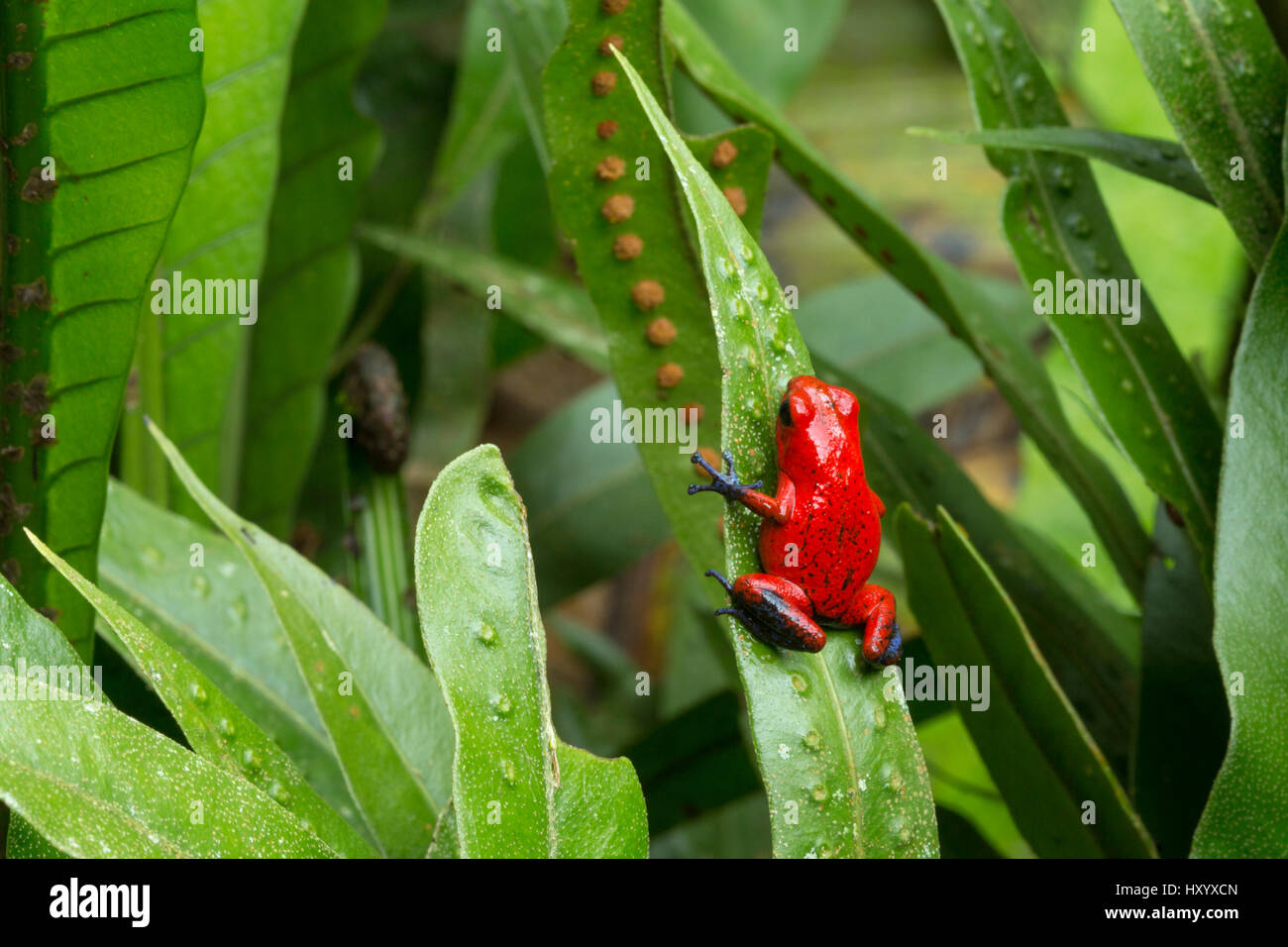 Strawberry Poison Frog (Oophaga pumilio). Central Caribbean foothills ...