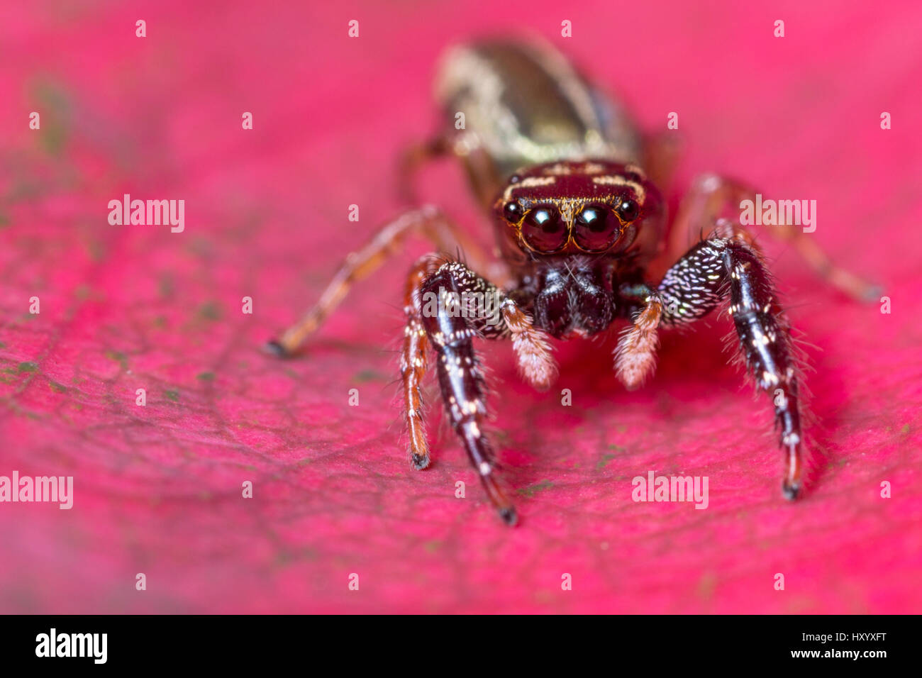 Jumping spider (Salticidae) Central Caribbean foothills, Costa Rica ...