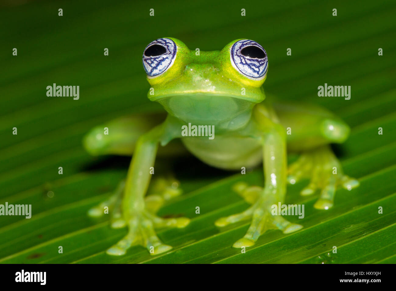 Ghost Glass Frog