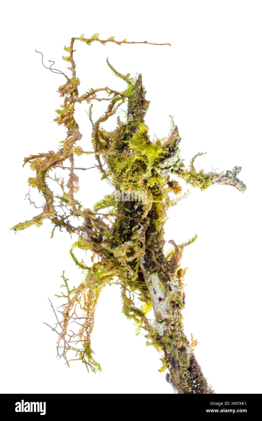 Moss mimic stick insect (Trychopeplus laciniatus) camoflaged on mossy ...