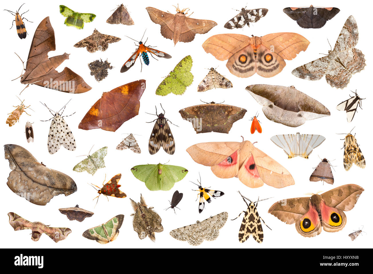 Contrasting moths High Resolution Stock Photography and Images - Alamy