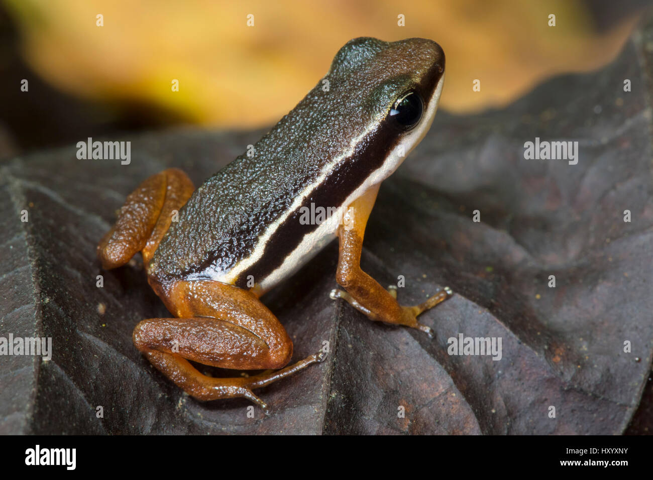 Lowland Rocket Frog (Silverstoneia flotator). Osa Peninsula, Costa Rica ...
