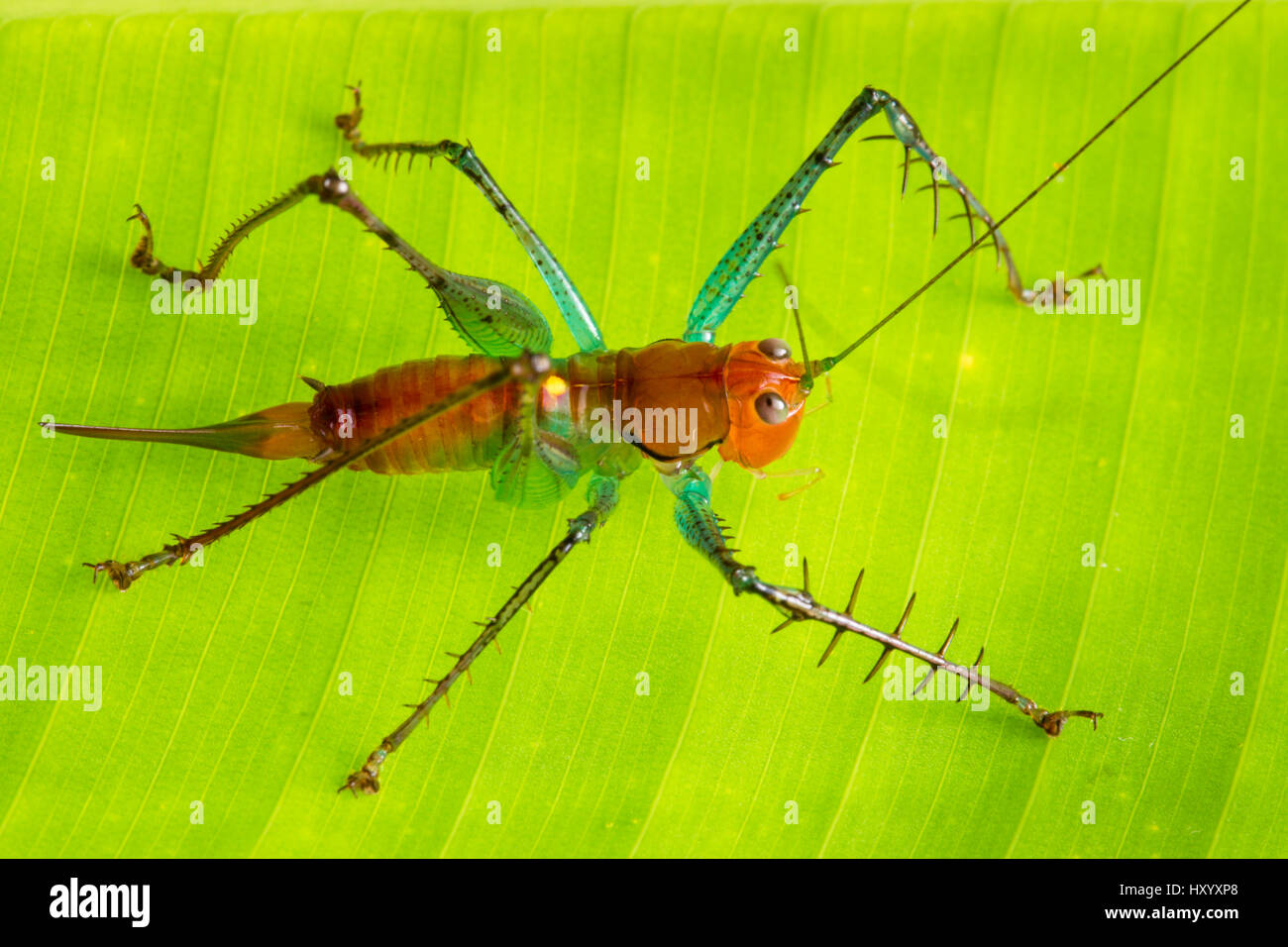 Listroscelis sp hi-res stock photography and images - Alamy