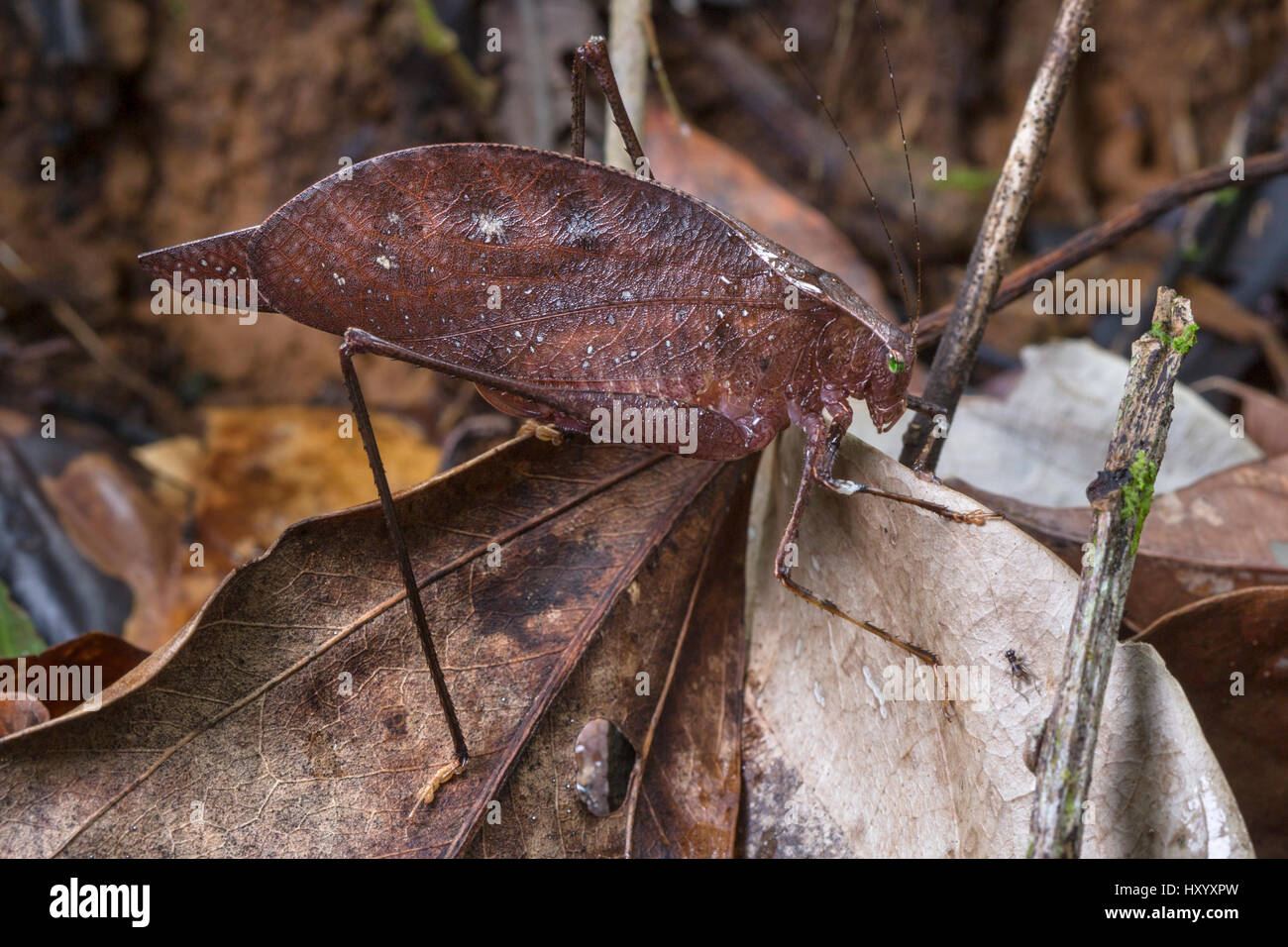 Dead Leaf Katydid (Orophus sp.) camouflaged on rainforest floor. Osa ...