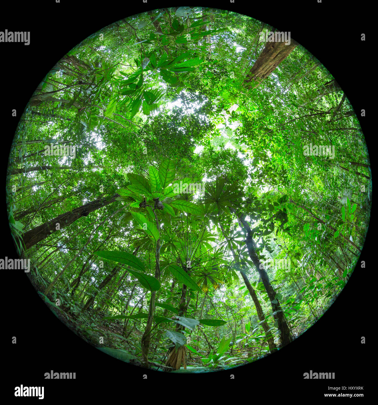 Rainforest canopy viewed though circular fisheye lens. Osa Peninsula ...