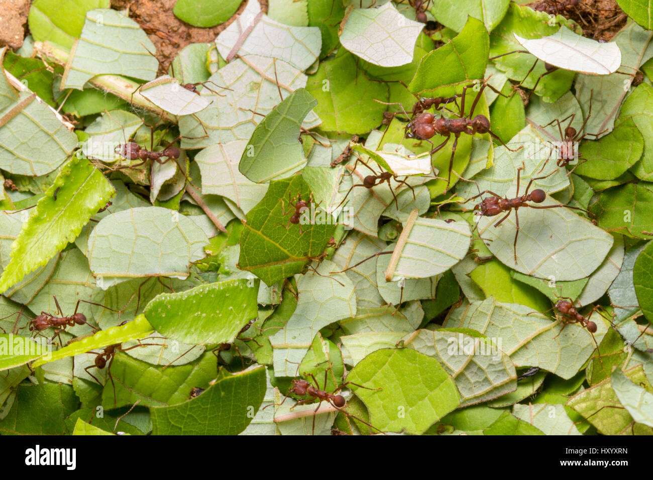 Leafcutter ant nest hi-res stock photography and images - Alamy