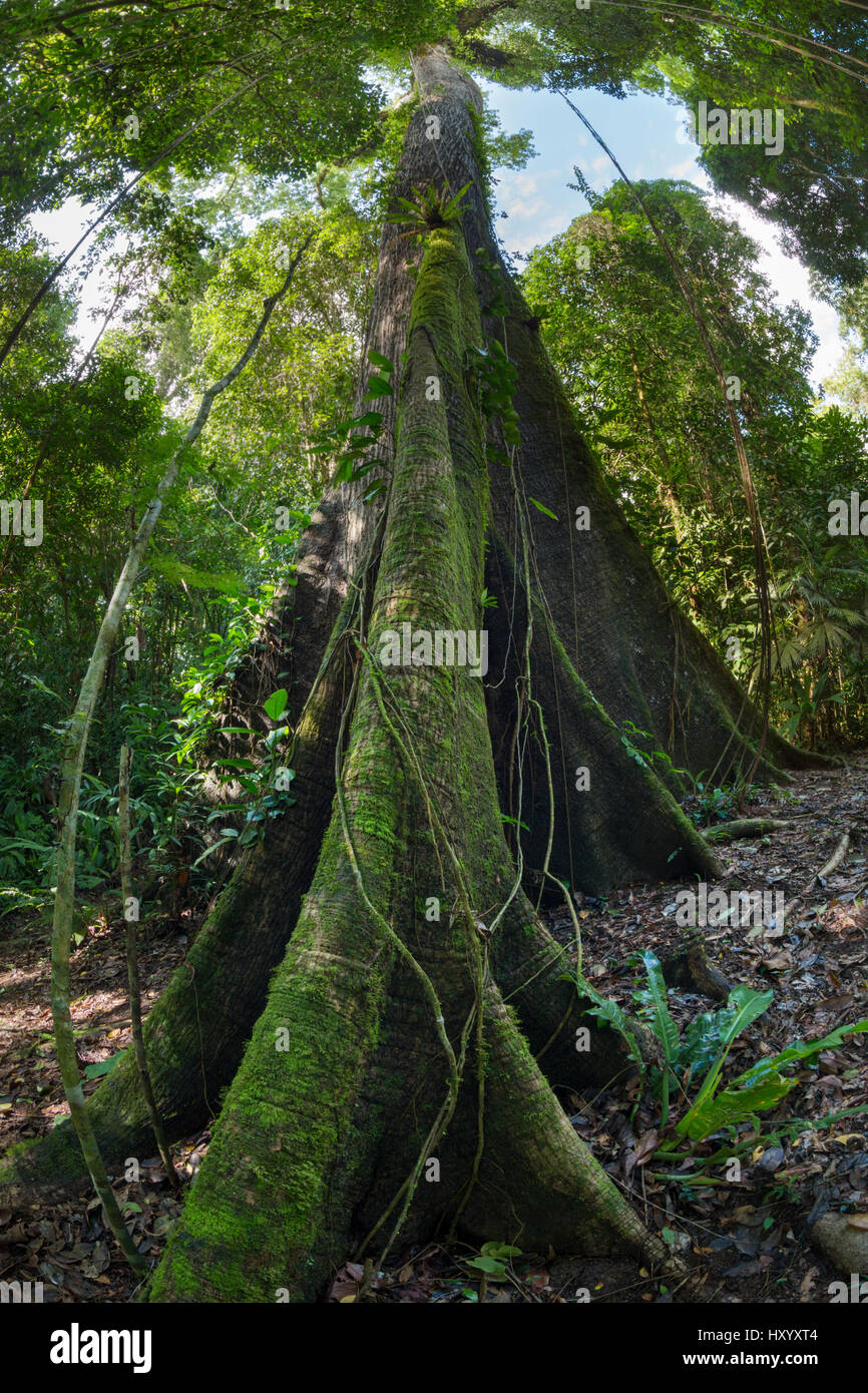 Kapok tree hi-res stock photography and images - Alamy