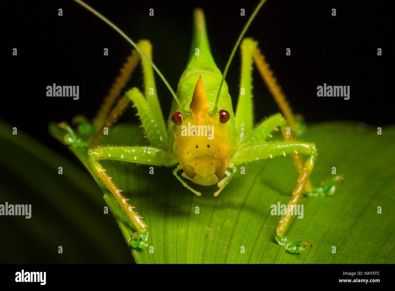 Conehead Katydid (Copiphora sp.) on rainforest understory leaf at night ...