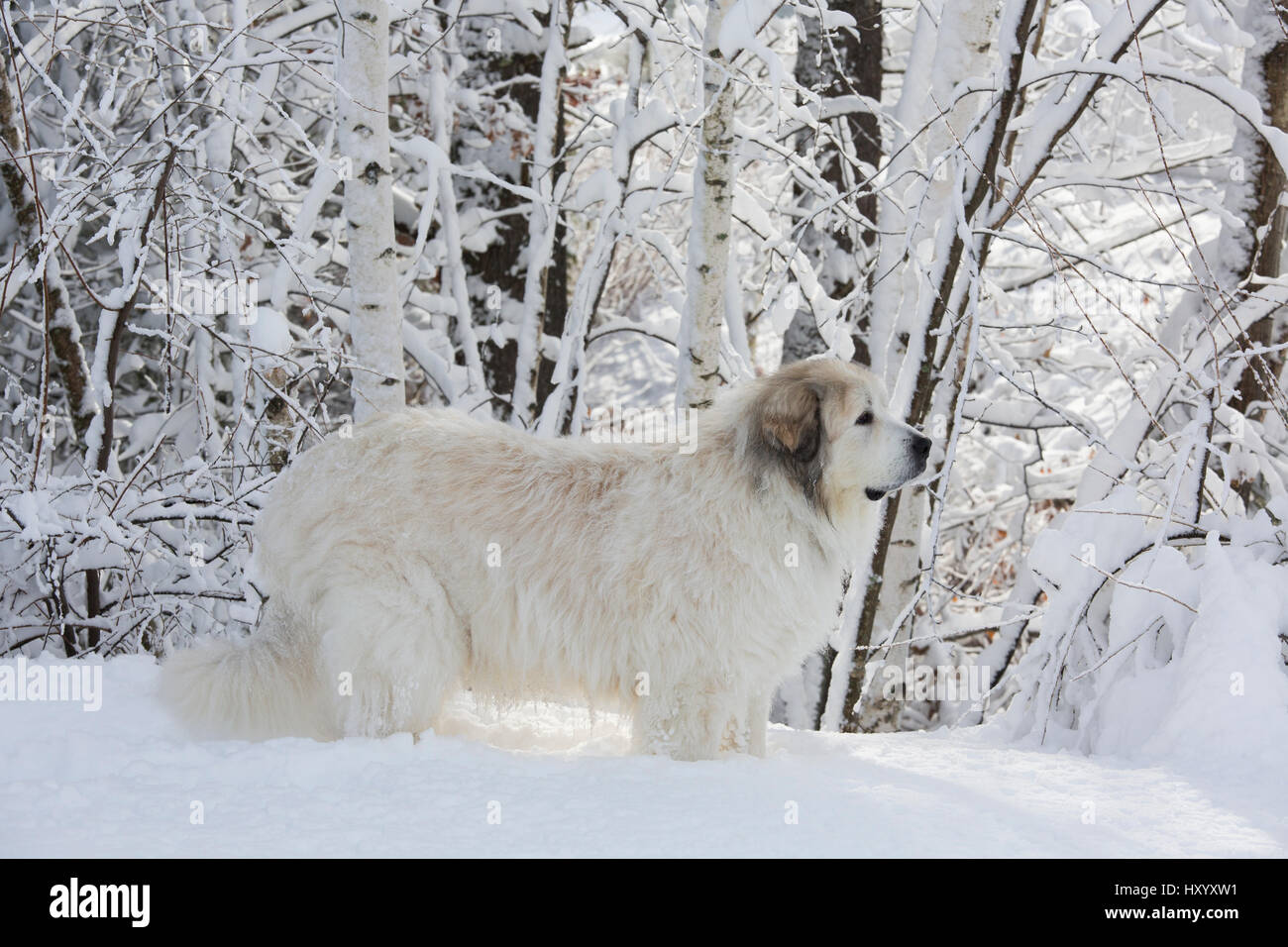 Male great pyrenees dog in snow hi-res stock photography and images - Alamy