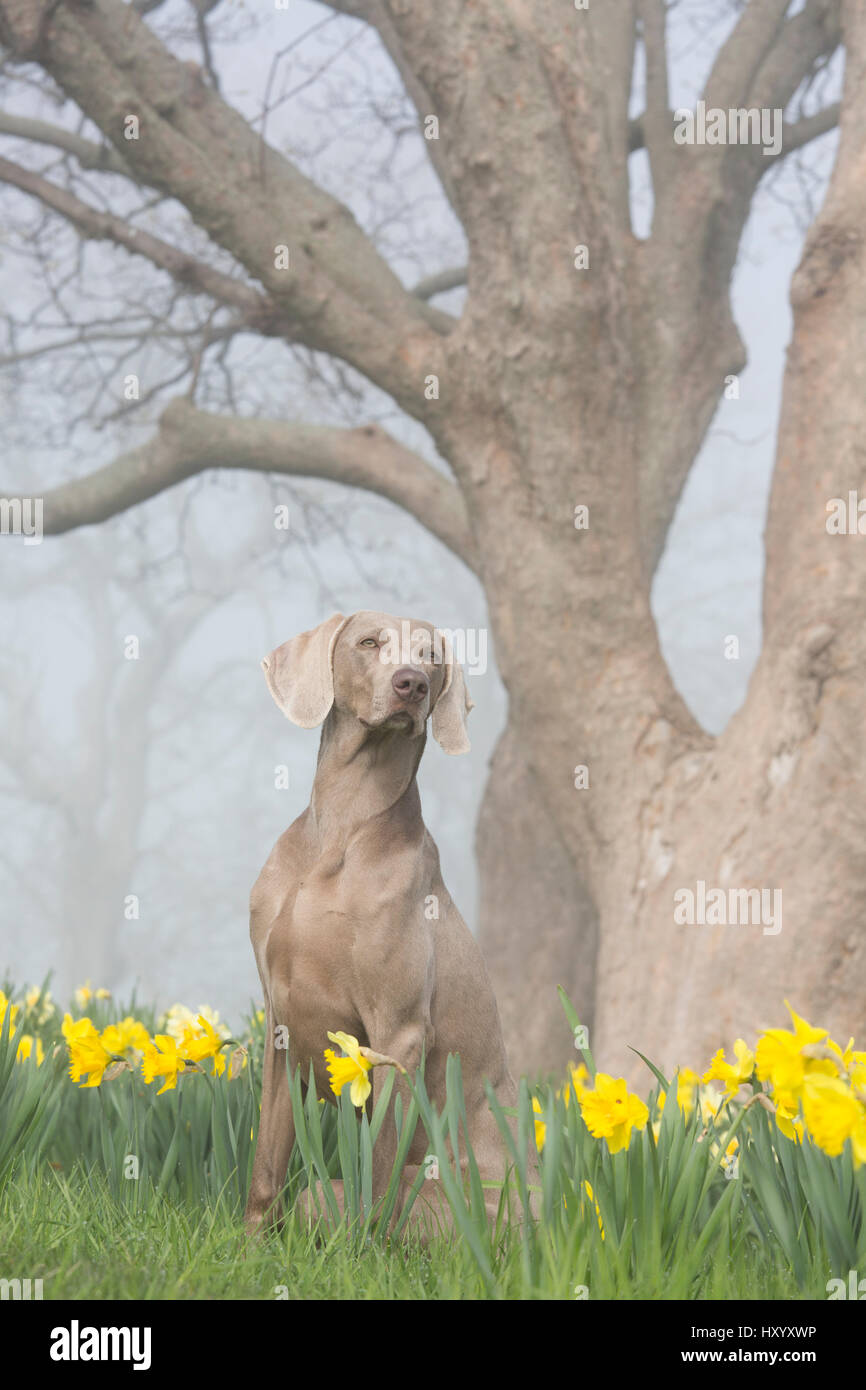 Portrait of domestic female purebred Weimaraner among daffodils in ...