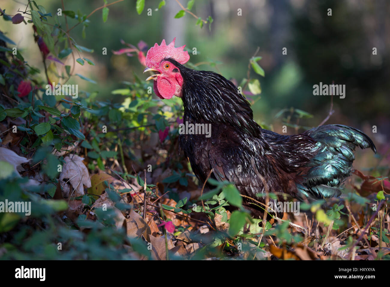 Domestic free-range Rhode island red rooster crowing, in woodland. Old ...