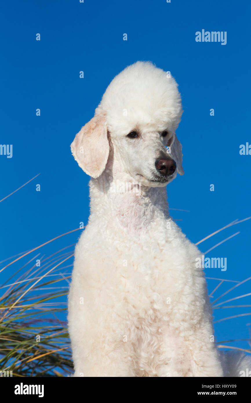Standard poodle hi-res stock photography and images - Alamy