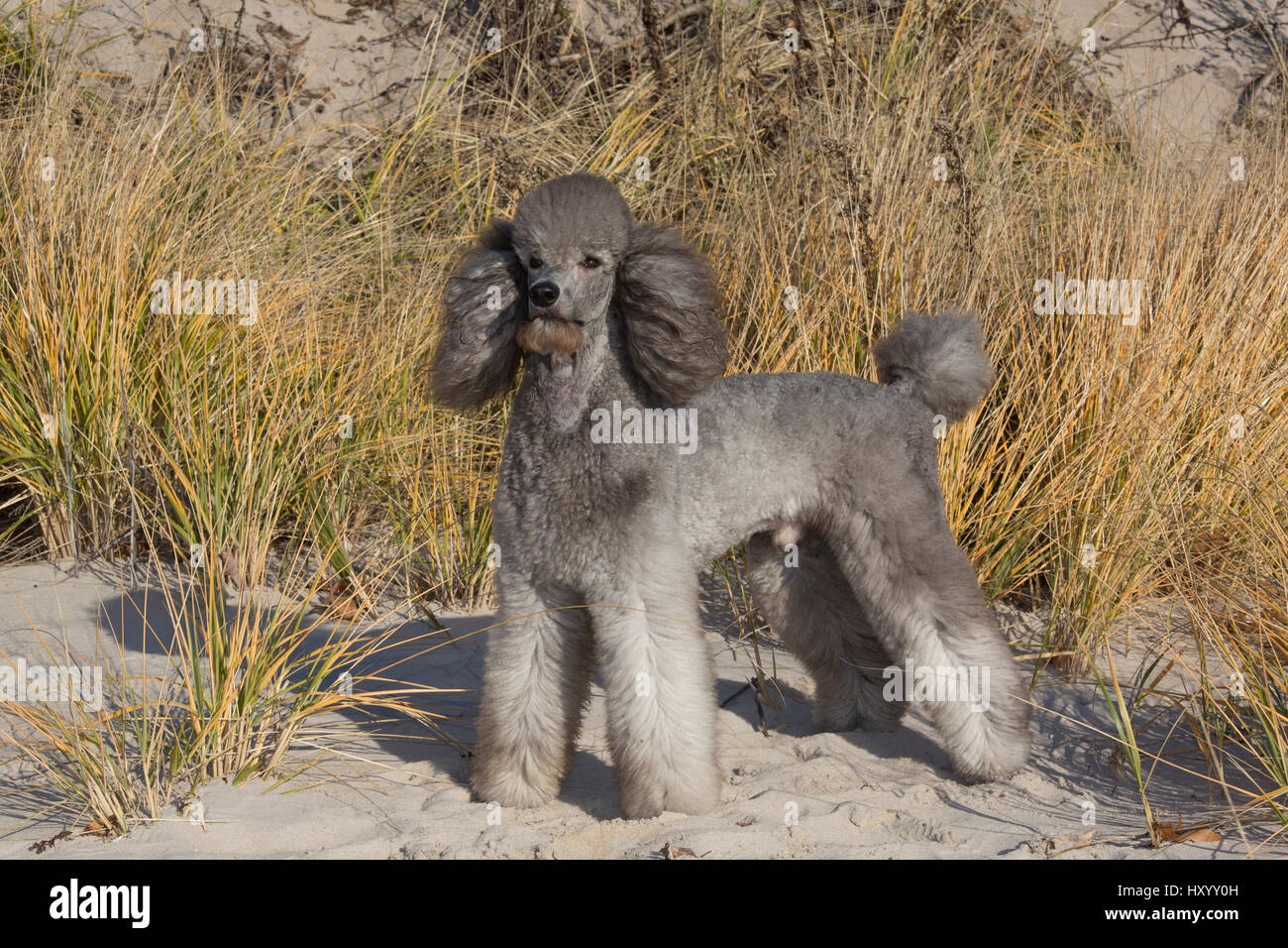 Domestic Standard poodle on sand dune. Waterford, Connecticut, USA ...