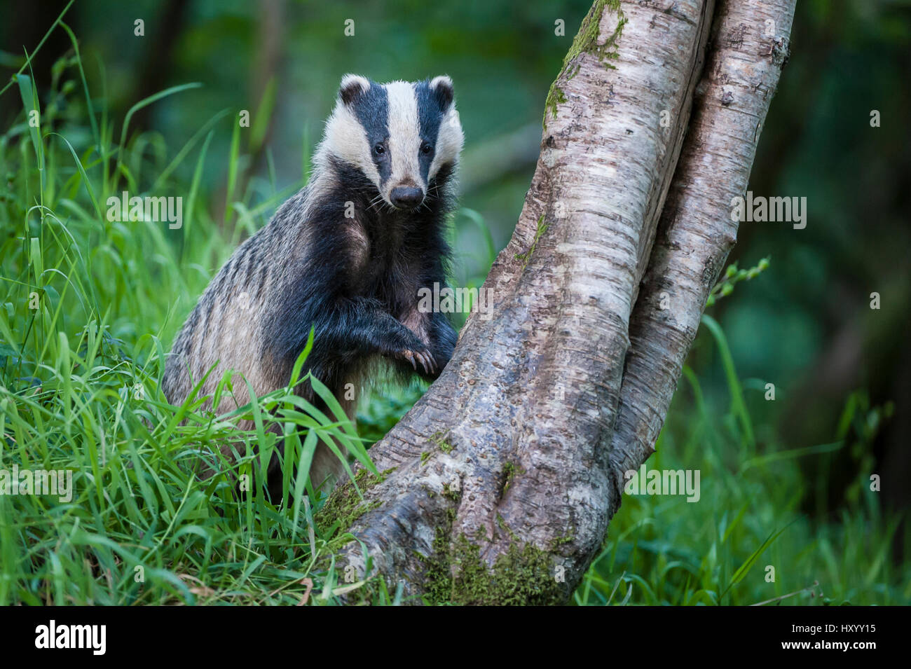 European Badger (Meles meles) foraging at tree trunk in deciduous ...